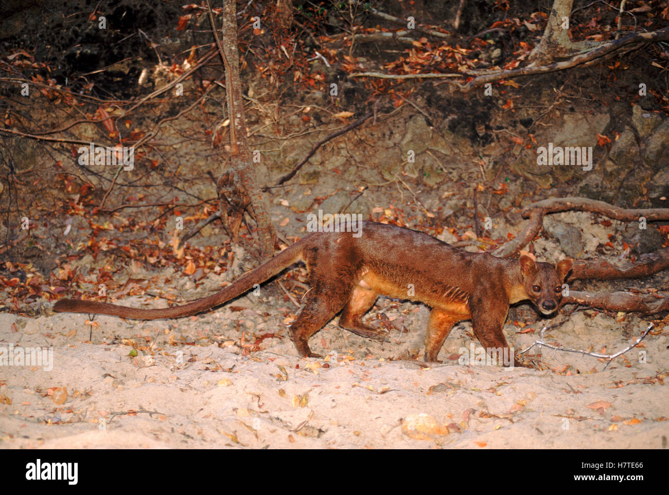 Fossa (Cryptoprocta ferox) walking in sand along forest border ...