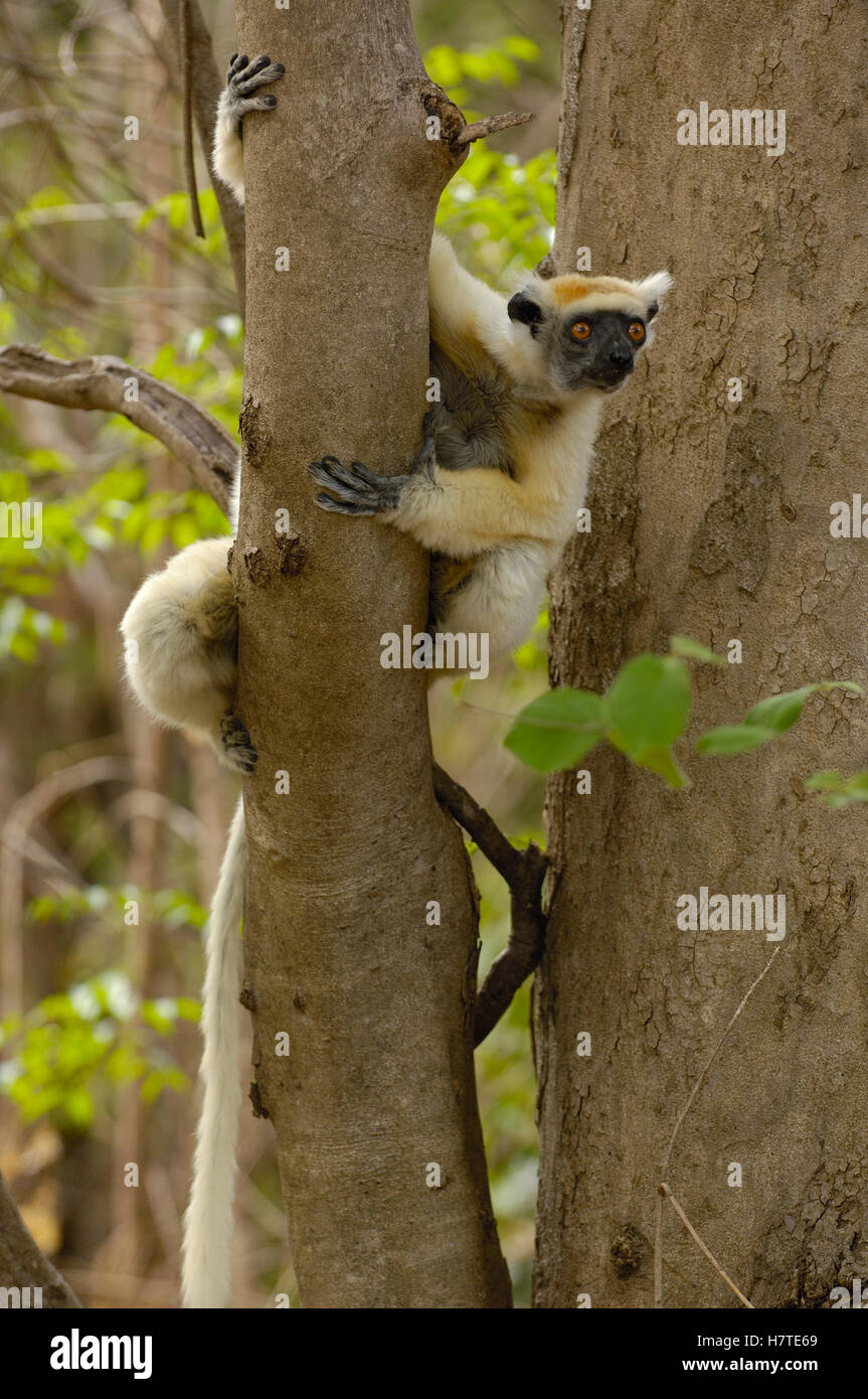 Golden-crowned Sifaka (Propithecus tattersalli) portrait, critically ...