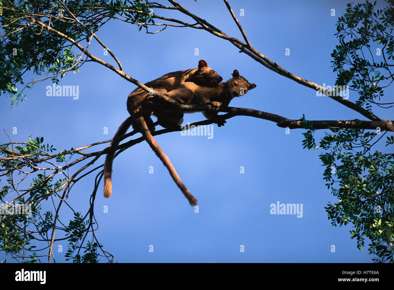 Fossa (Cryptoprocta ferox) pair mating in tree, endangered, Madagascar ...