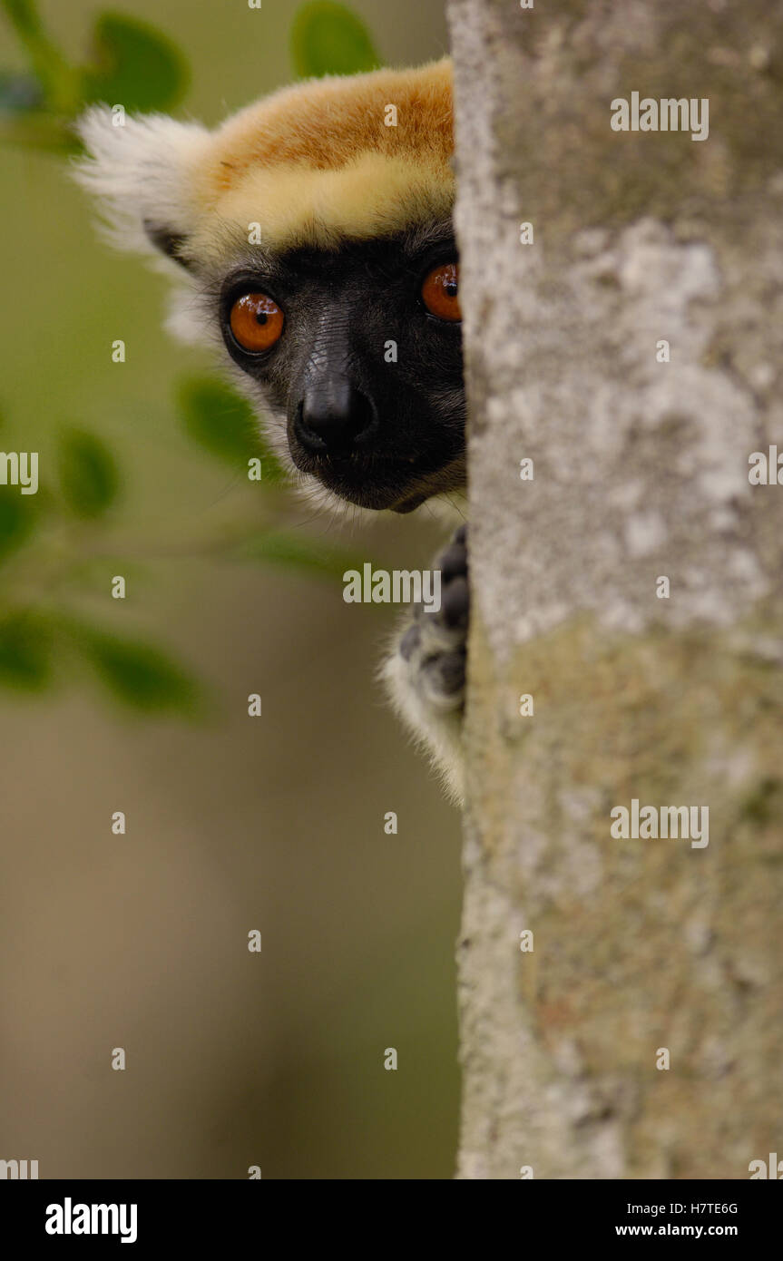 Golden-crowned Sifaka (Propithecus tattersalli) peeking around tree ...