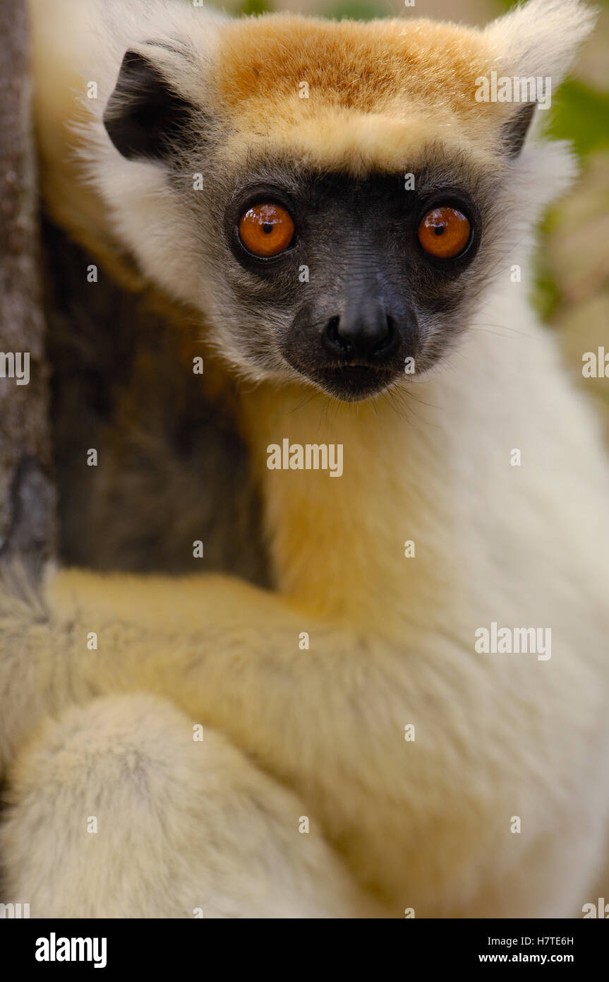 Golden-crowned Sifaka (Propithecus tattersalli) portrait, critically ...