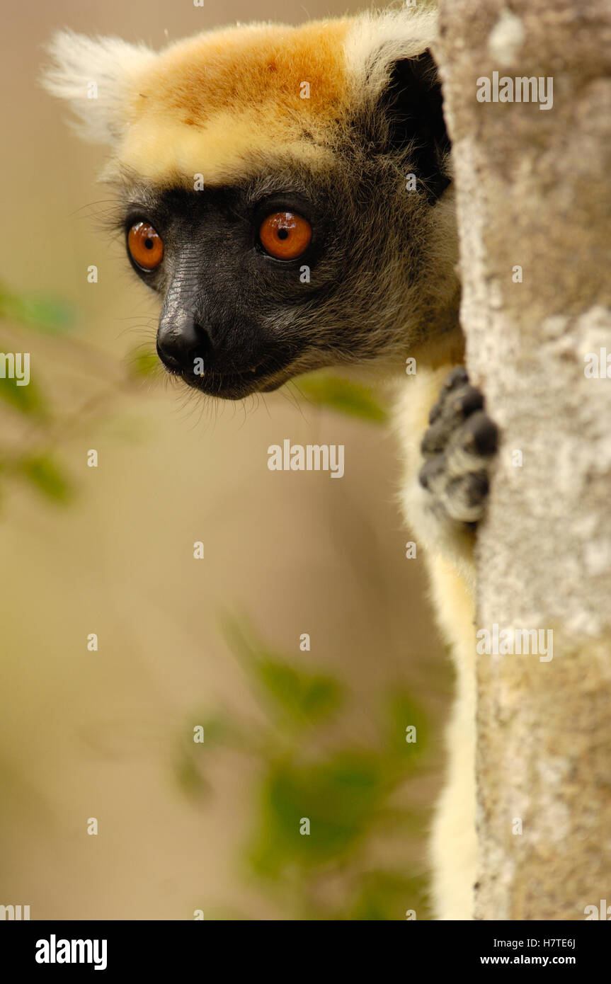 Golden-crowned Sifaka (Propithecus tattersalli) peeking around tree ...