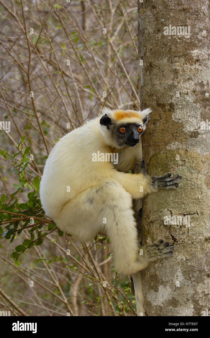 Golden-crowned Sifaka (Propithecus tattersalli) clinging to tree trunk ...