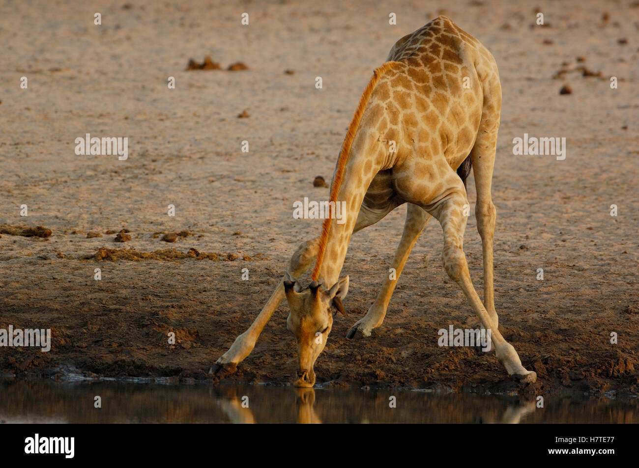 Giraffe (Giraffa camelopardalis) bending over to drink from waterhole ...