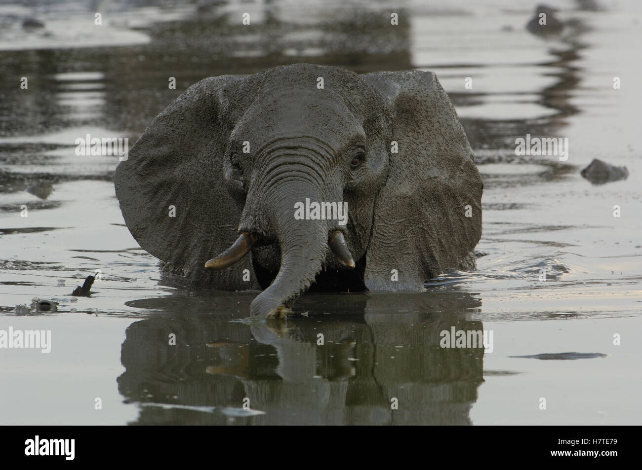 African Elephant (Loxodonta africana) bathing in waterhole, vulnerable ...