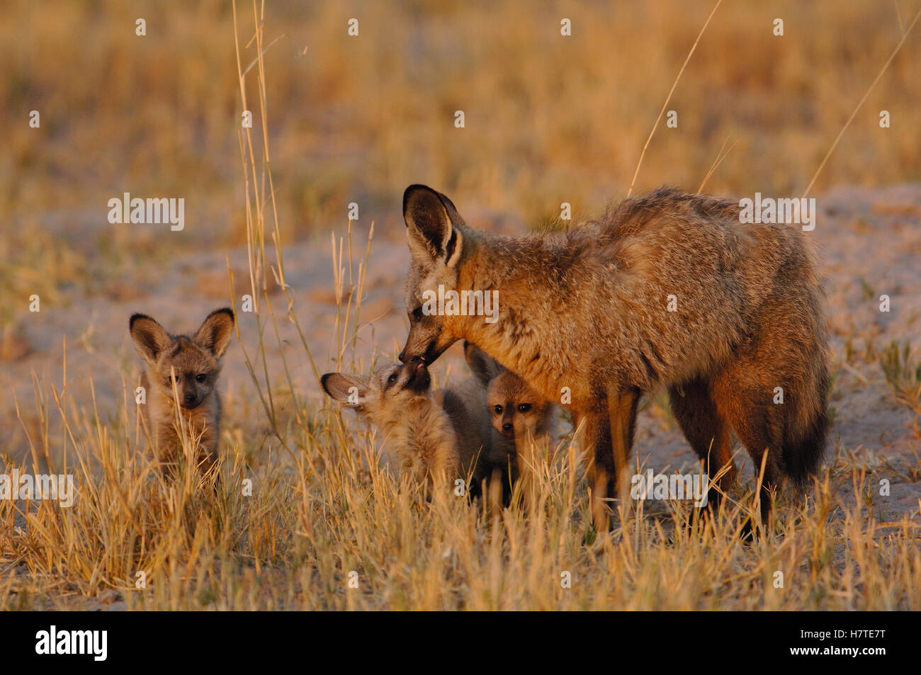 Bat-eared Fox (Otocyon megalotis) mother with pups, Africa Stock Photo ...