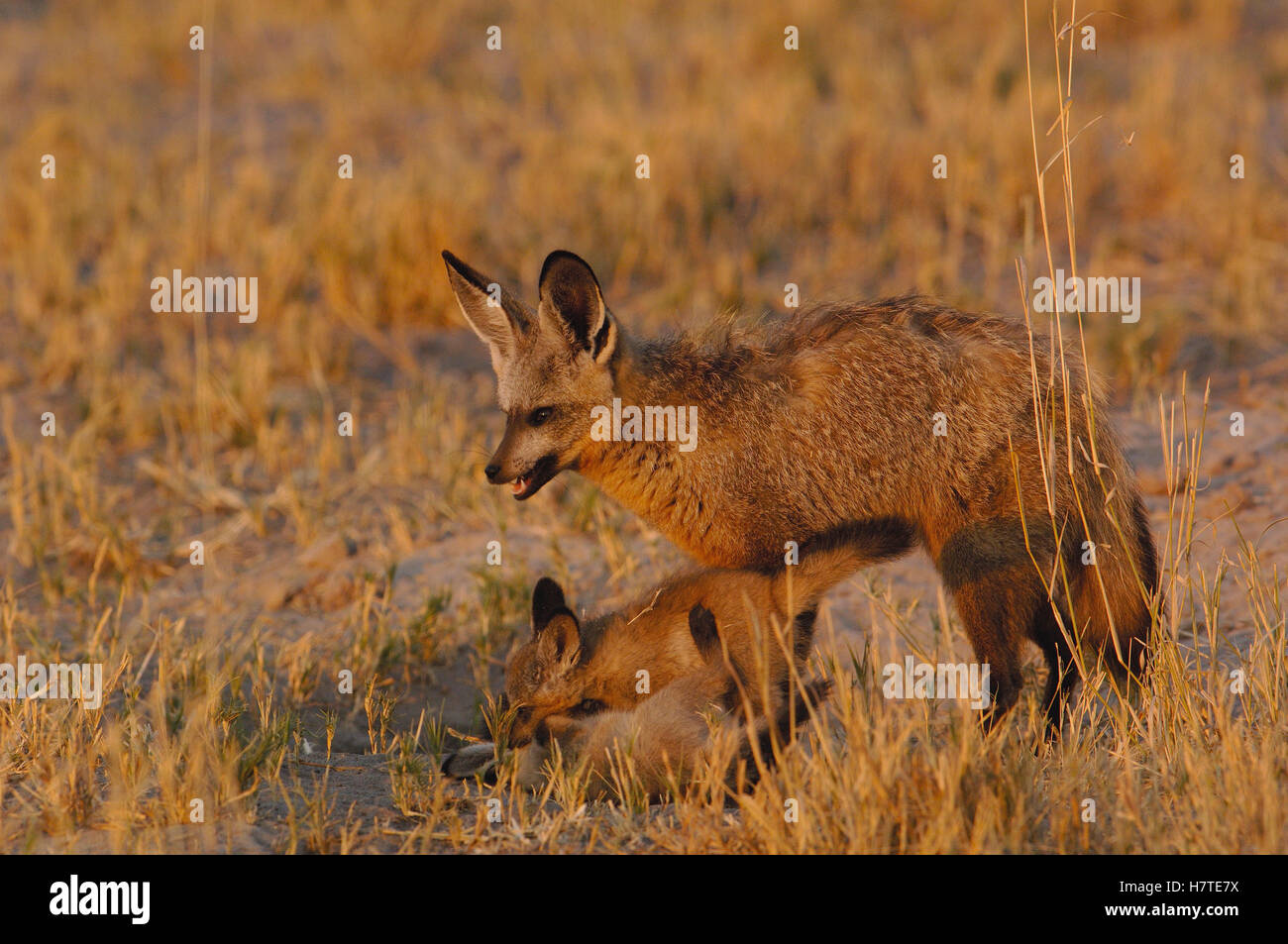 Bat-eared Fox (Otocyon megalotis) mother with pups, Africa Stock Photo ...
