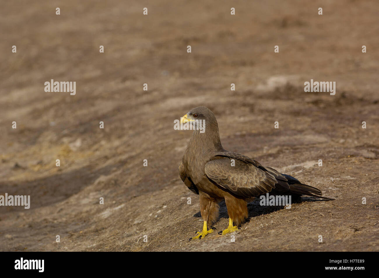 Yellow-billed Kite (Milvus aegyptius) portrait, Africa Stock Photo - Alamy