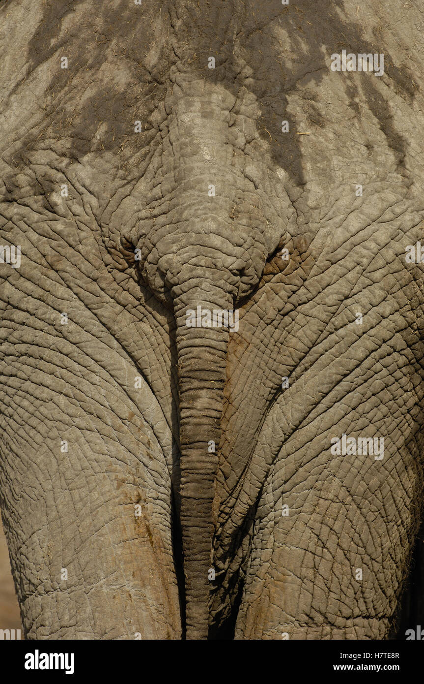 African Elephant (Loxodonta africana) rear end and tail, vulnerable ...