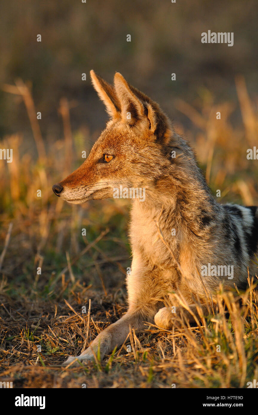 Black-backed Jackal (Canis mesomelas), Africa Stock Photo - Alamy