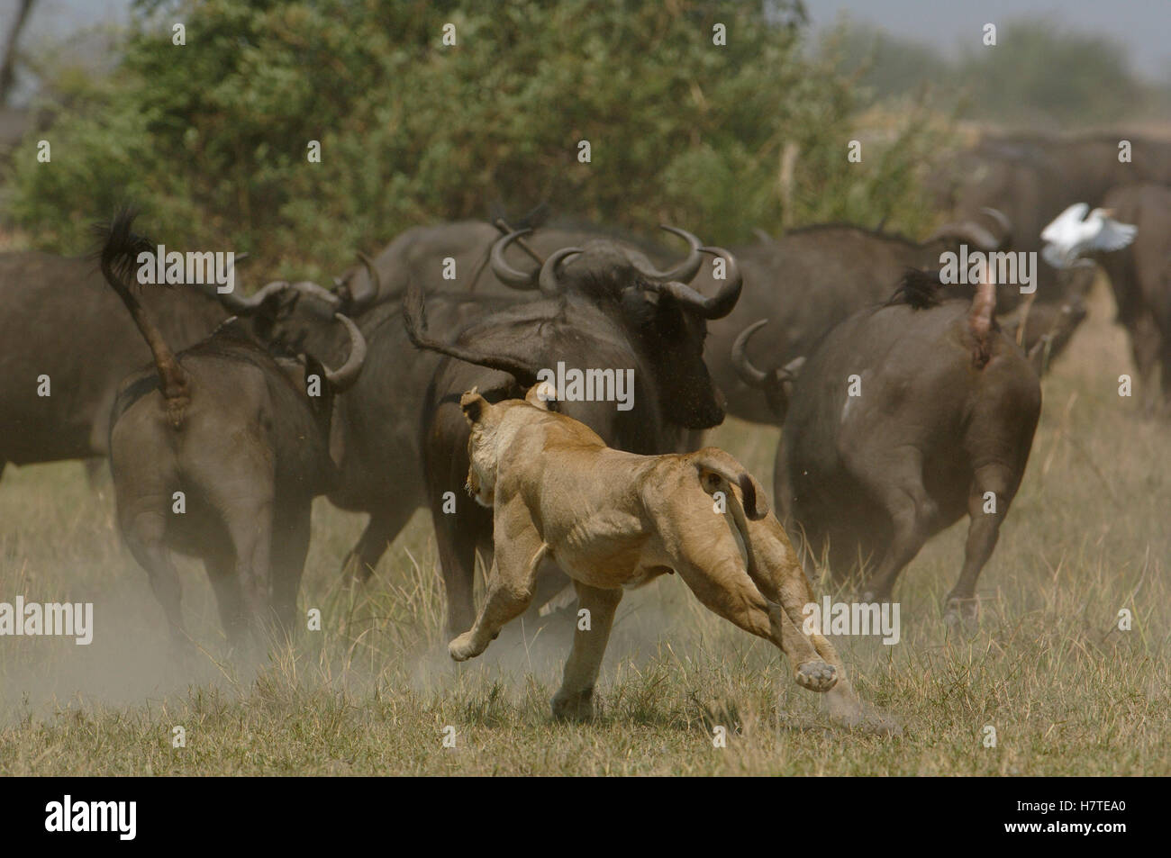 African Lion (Panthera leo) chasing Cape Buffalo (Syncerus caffer) herd ...