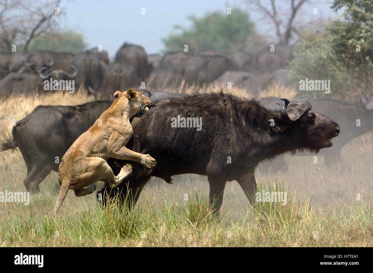 African Lion (Panthera leo) attacking Cape Buffalo (Syncerus caffer ...