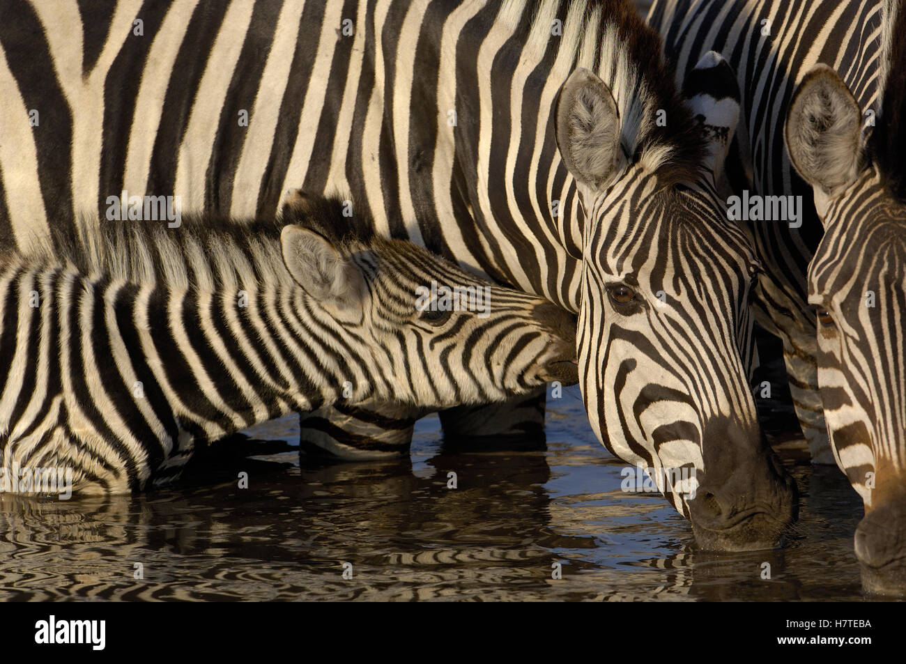 Burchell's Zebra (Equus burchellii) foal nuzzles mother in waterhole ...
