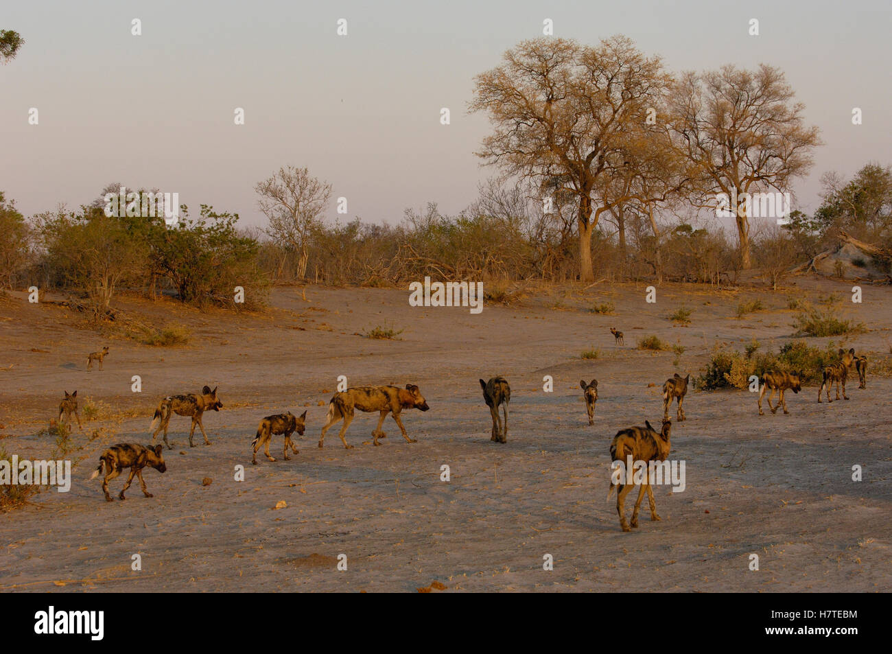 African Wild Dog (Lycaon pictus) pack walking together, endangered ...