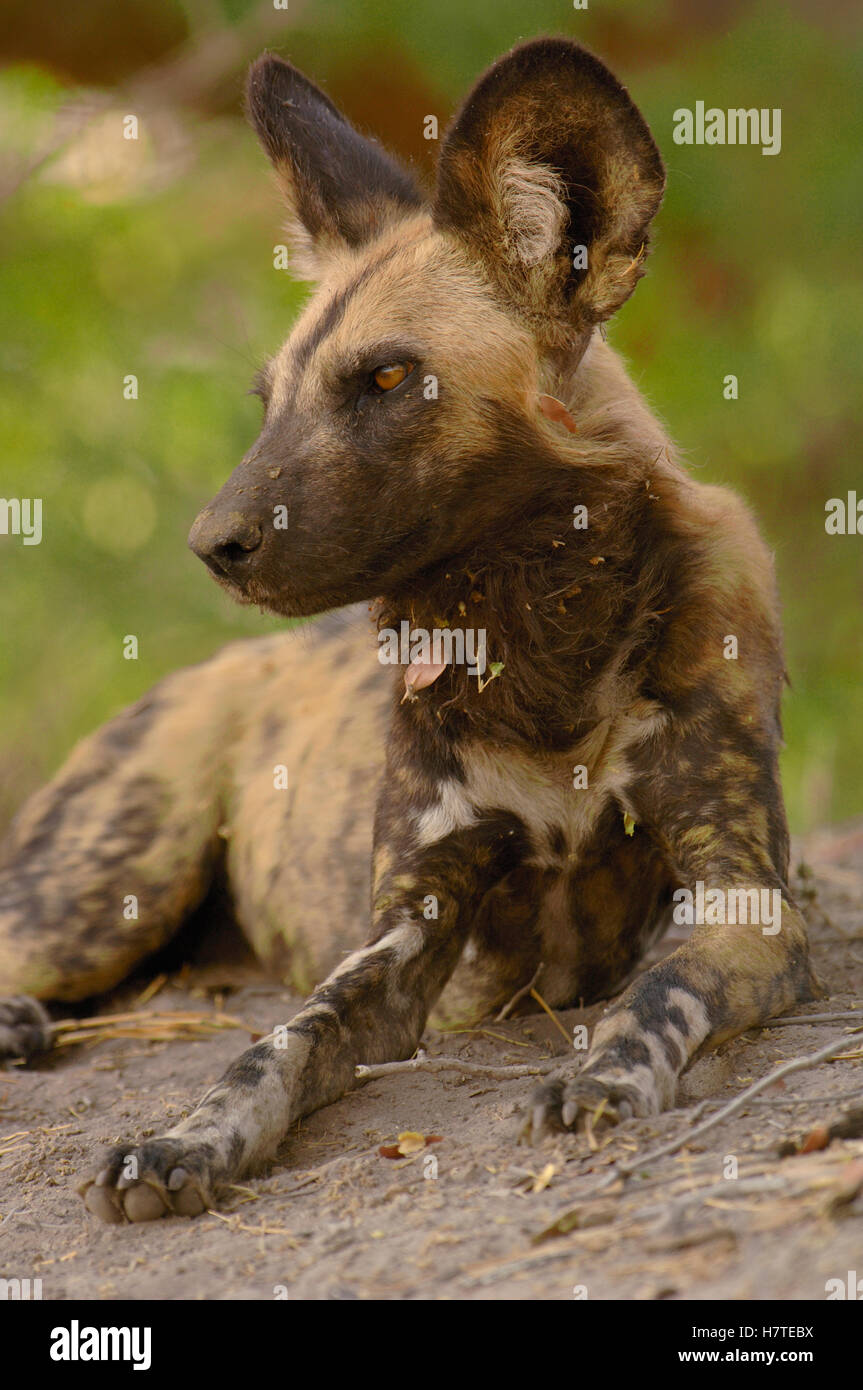 African Wild Dog (Lycaon pictus) portrait, endangered, Africa Stock ...