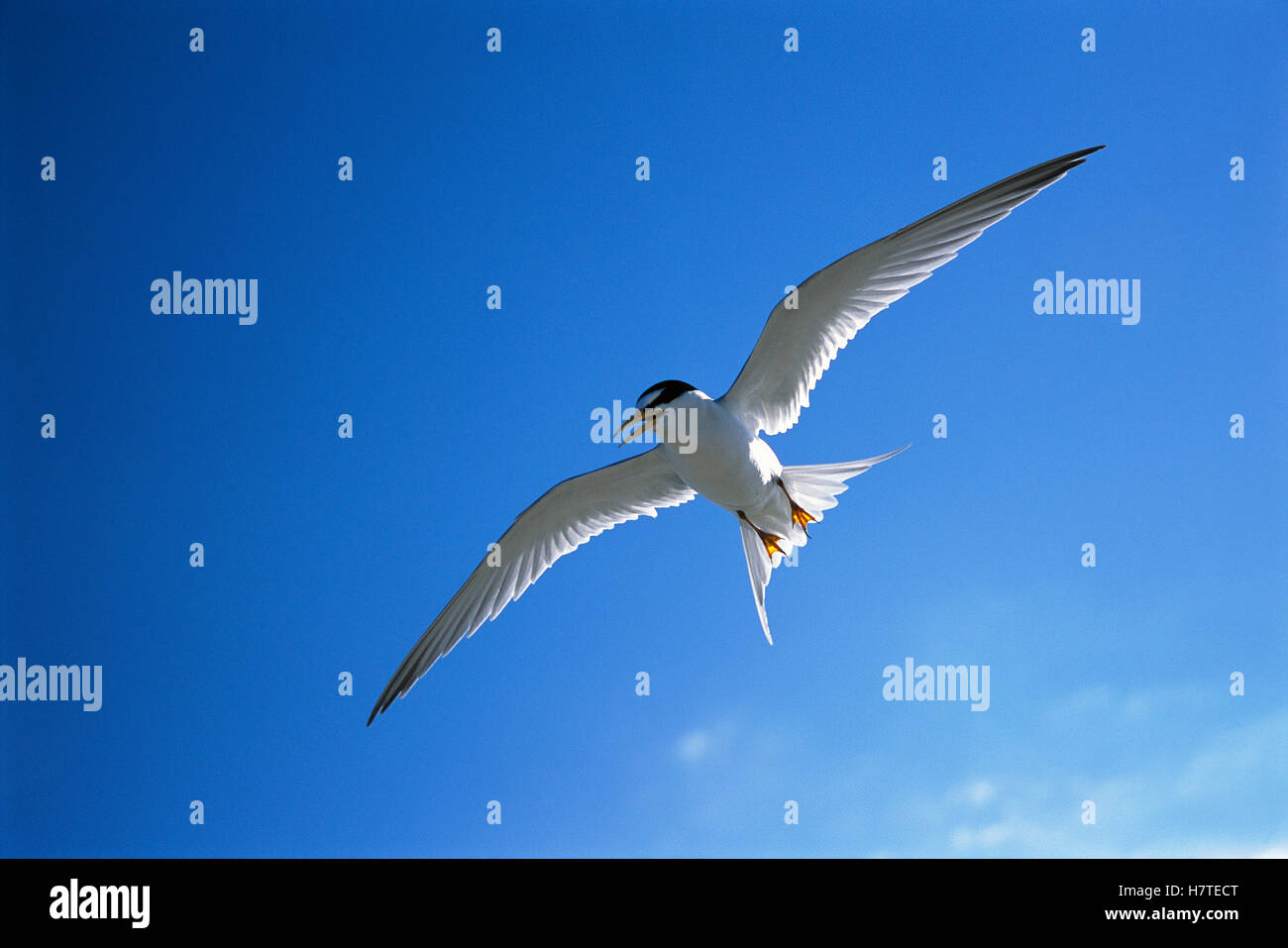 Least Tern (Sterna antillarum) flying against blue sky, Long Island ...