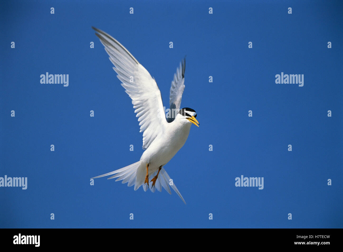 Least Tern (Sterna antillarum) flying against blue sky, Long Island ...