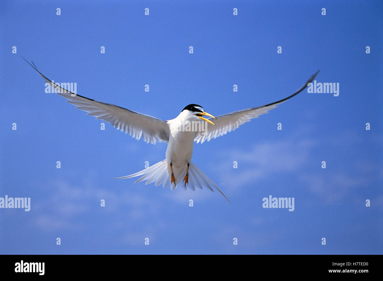 Least Tern (Sterna antillarum) flying against blue sky, Long Island ...