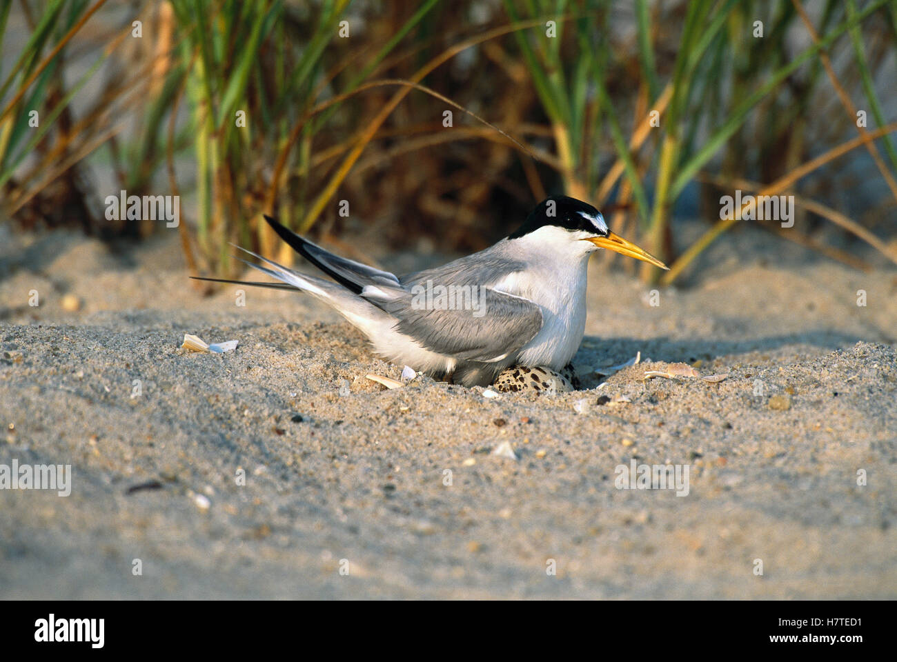 Least Tern (Sterna antillarum) on nest, Long Island, New York Stock ...