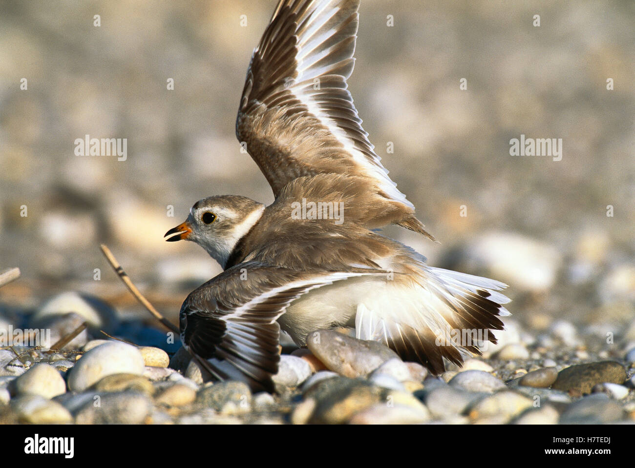 Piping Plover (Charadrius melodus) pretending to be wounded to distract ...