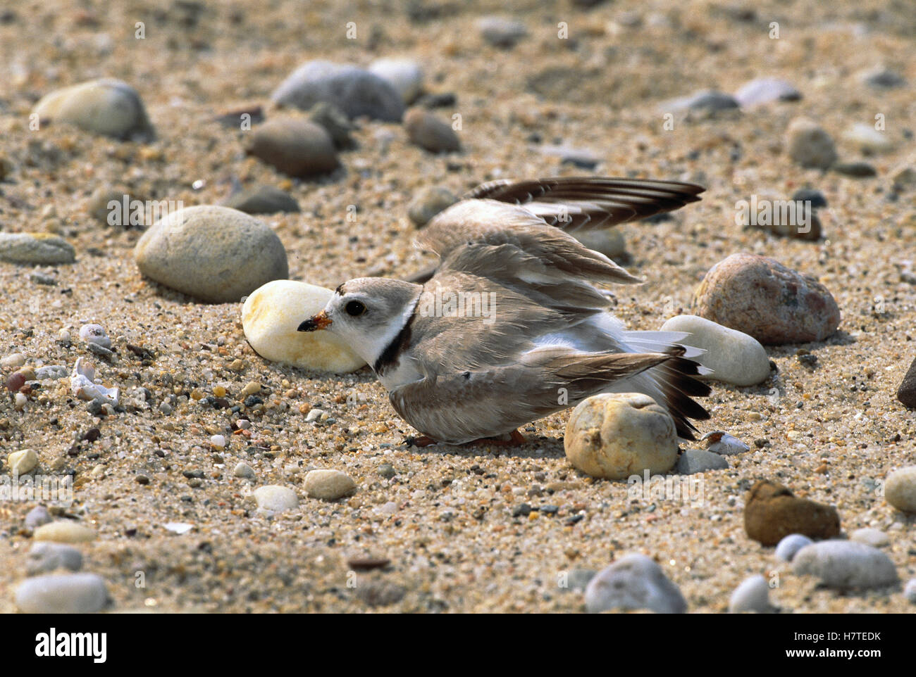 Piping Plover (Charadrius melodus) pretending to be wounded to distract ...