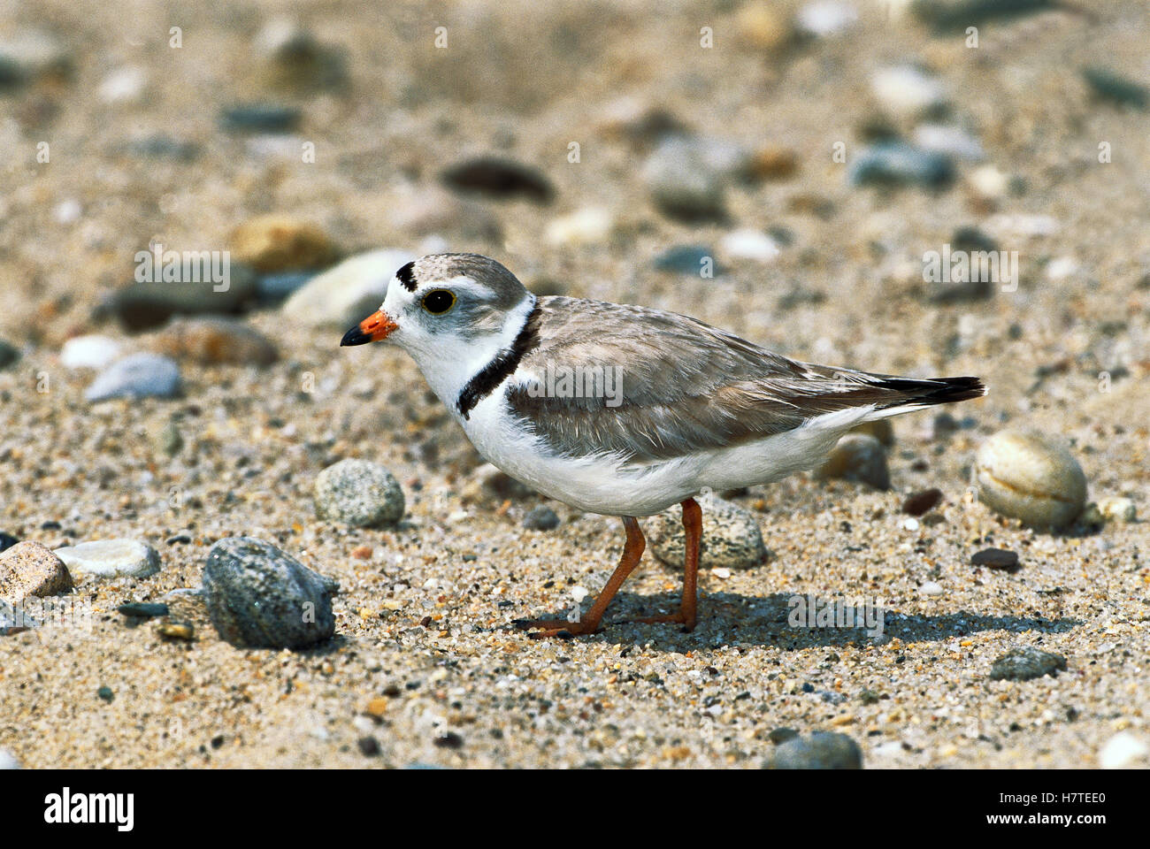Piping Plover (Charadrius melodus) portrait, Long Island, New York ...