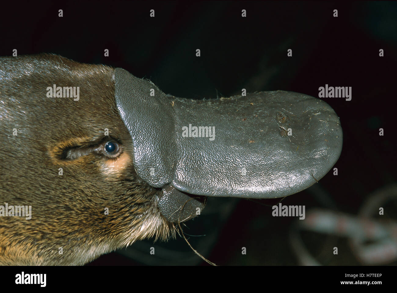 Platypus (Ornithorhynchus anatinus) close up of head of an adult male ...