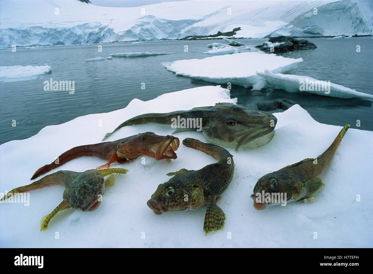Antarctic fish on ice, their blood contains glyco-protein that acts as anti-freeze, Port Lockroy ...