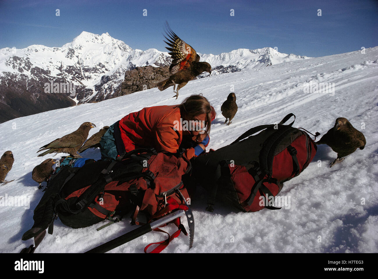Kea (Nestor notabilis) attacking climber, Arthur's Pass National Park ...