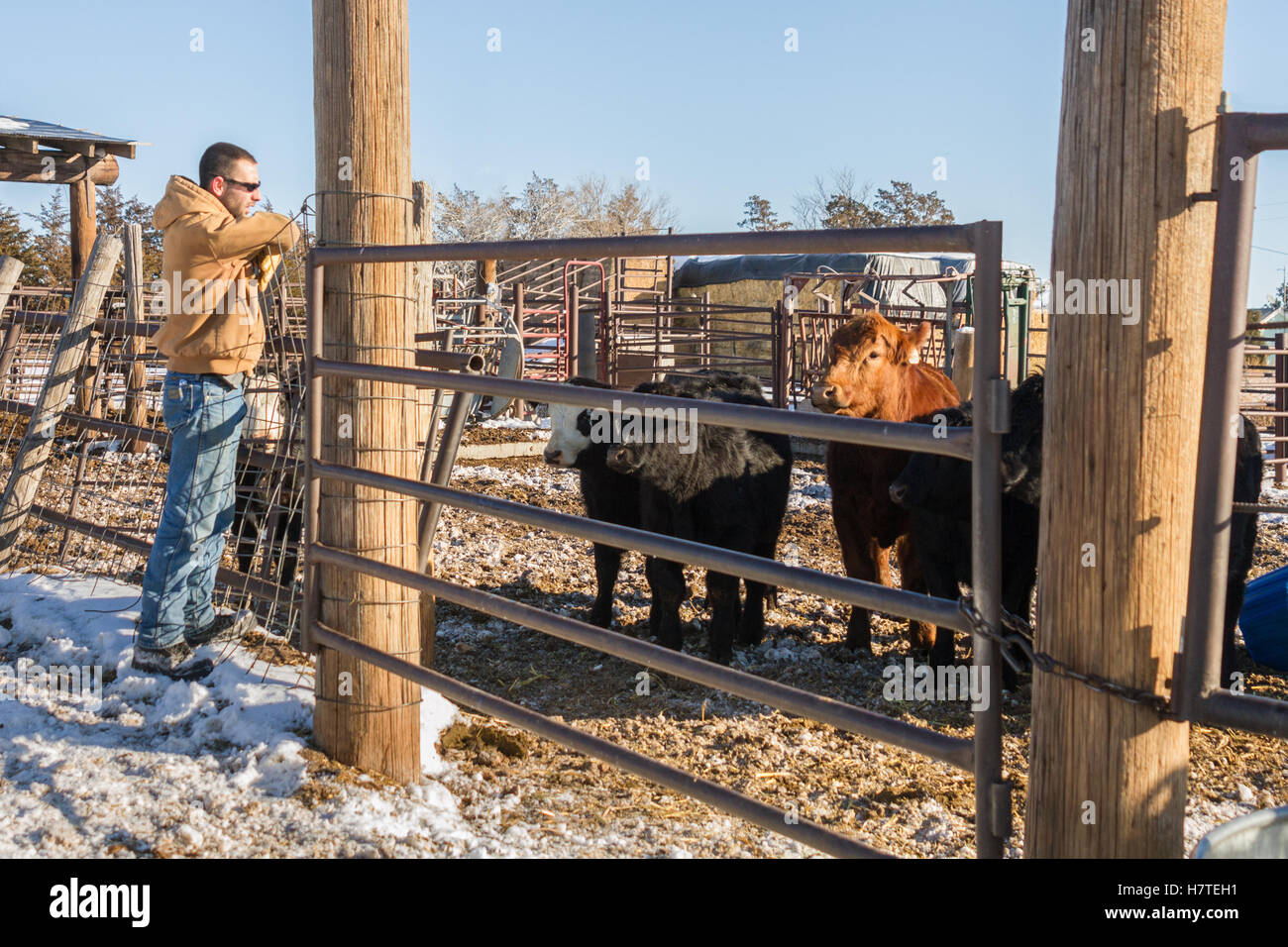 Rancher checking his cows hi-res stock photography and images - Alamy