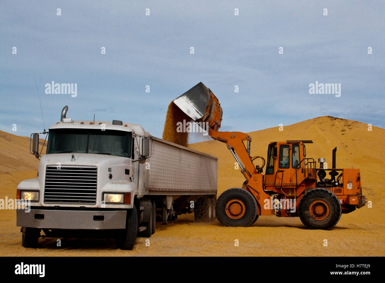 Grain semi truck hi-res stock photography and images - Alamy