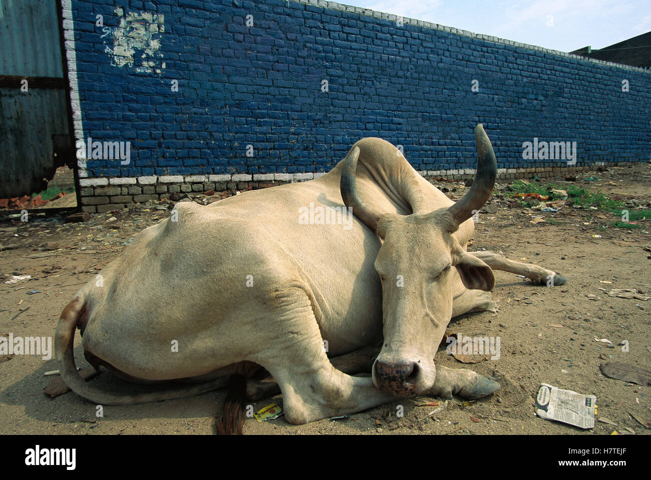 Brahma Cattle (Bos indicus), bull is considered a sacred cow in India ...