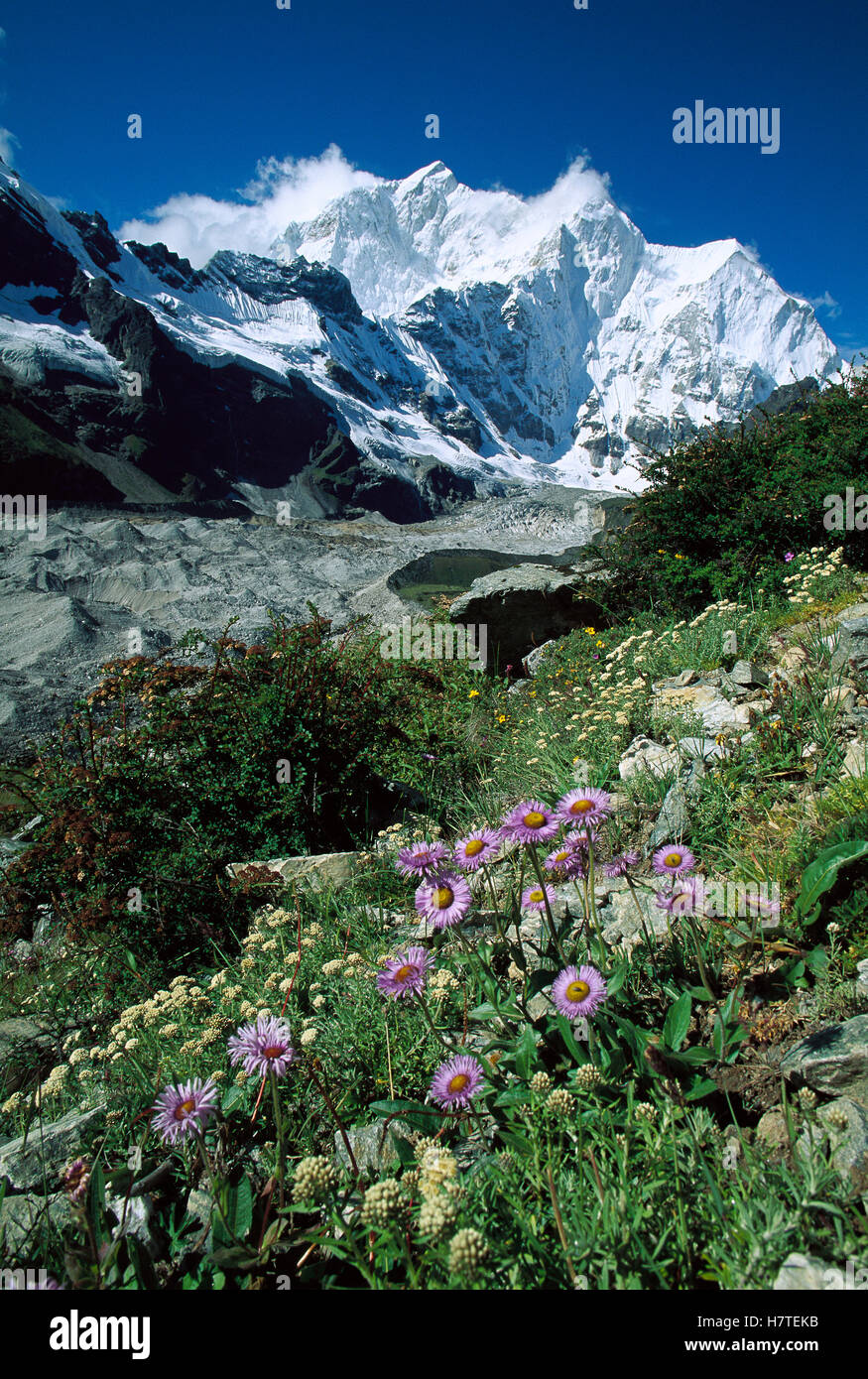 Aster Daisy (Aster falconeri) flowers with Mt Chomolonzo in the ...