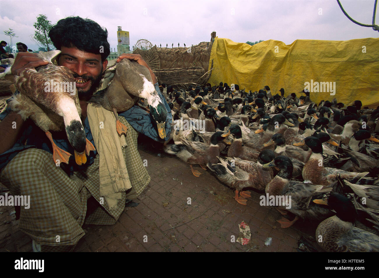 Duck (Anas sp) group to sell at market during Diwali Festival ...