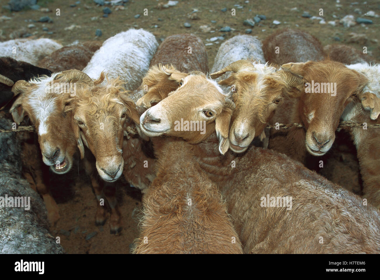 Domestic Sheep (Ovis aries), fat-bottomed breed, tied together for ...