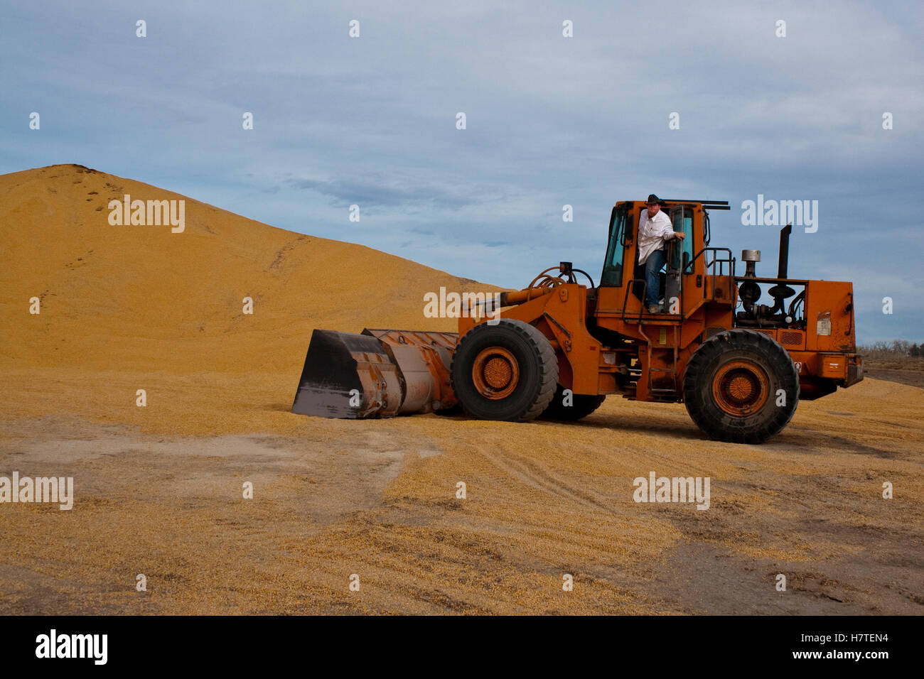 Farmer with grain corn hi-res stock photography and images - Alamy