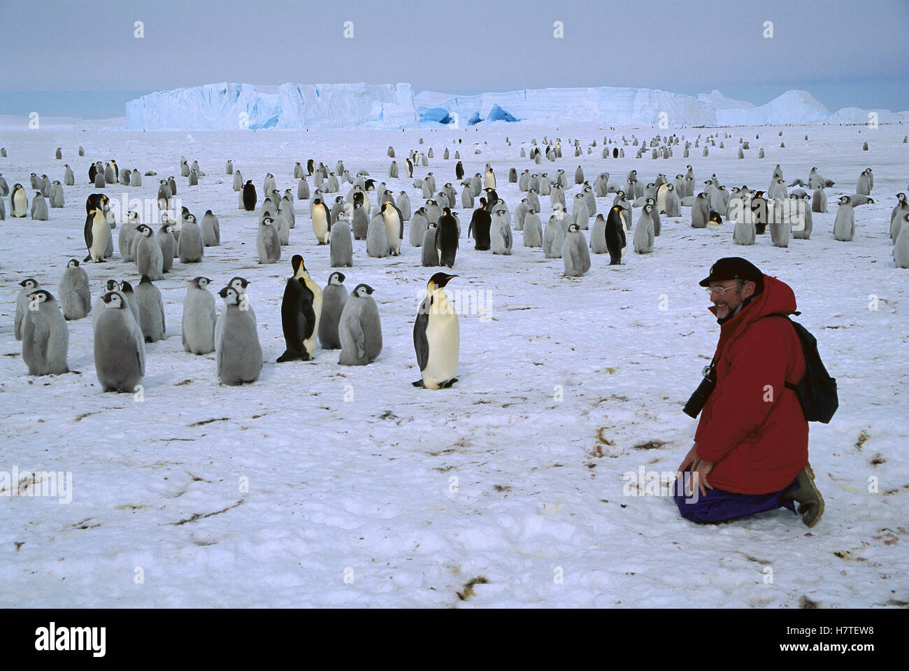 Emperor Penguin (Aptenodytes forsteri) biologist Bernard Stonehouse in ...