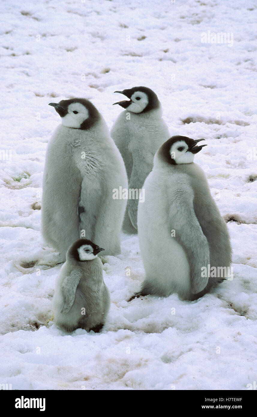 Emperor Penguin (Aptenodytes forsteri) large, fat chicks with runt ...