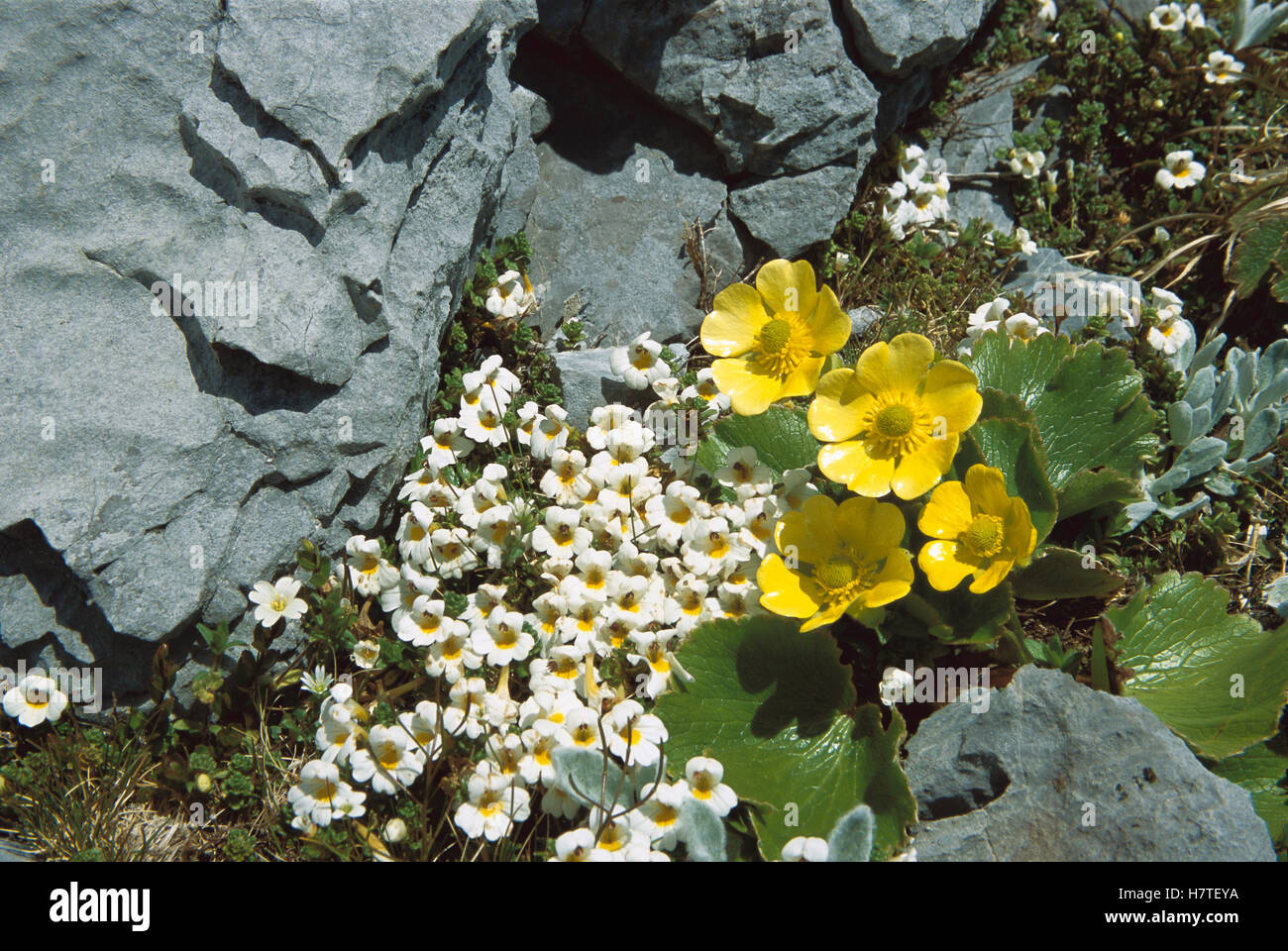 Eyebright (Euphrasia sp) and Buttercup (Ranunculus sp), Kahurangi ...