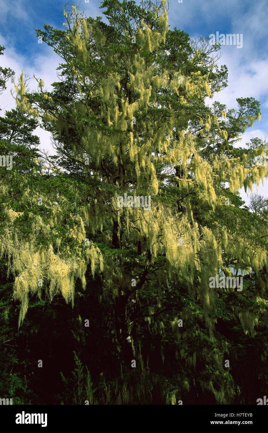 Beard Lichen (Usnea sp) in Beech tree branches on Mt Owen Track ...