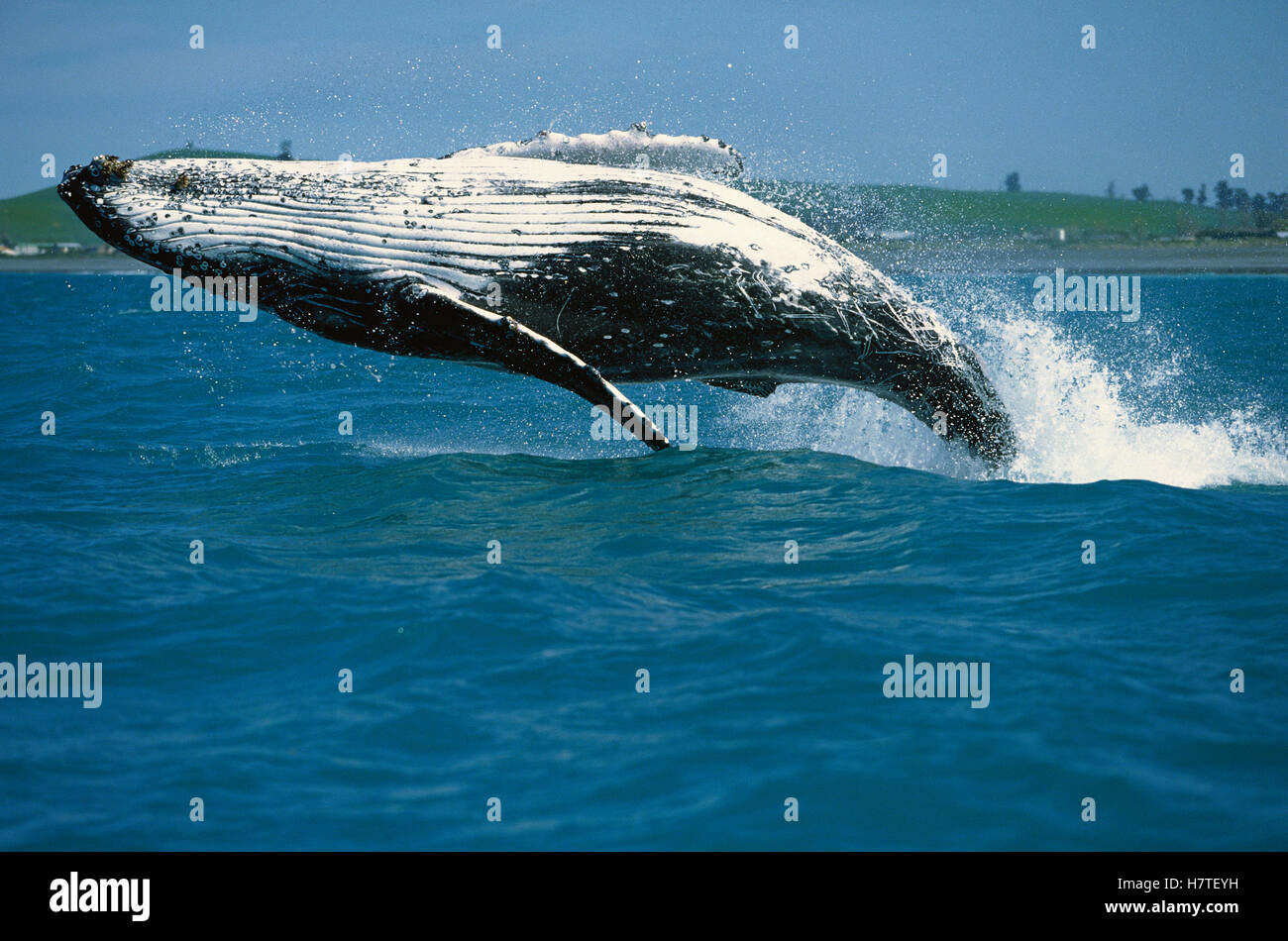 Humpback Whale (Megaptera novaeangliae) breaching, Kaikoura, New ...