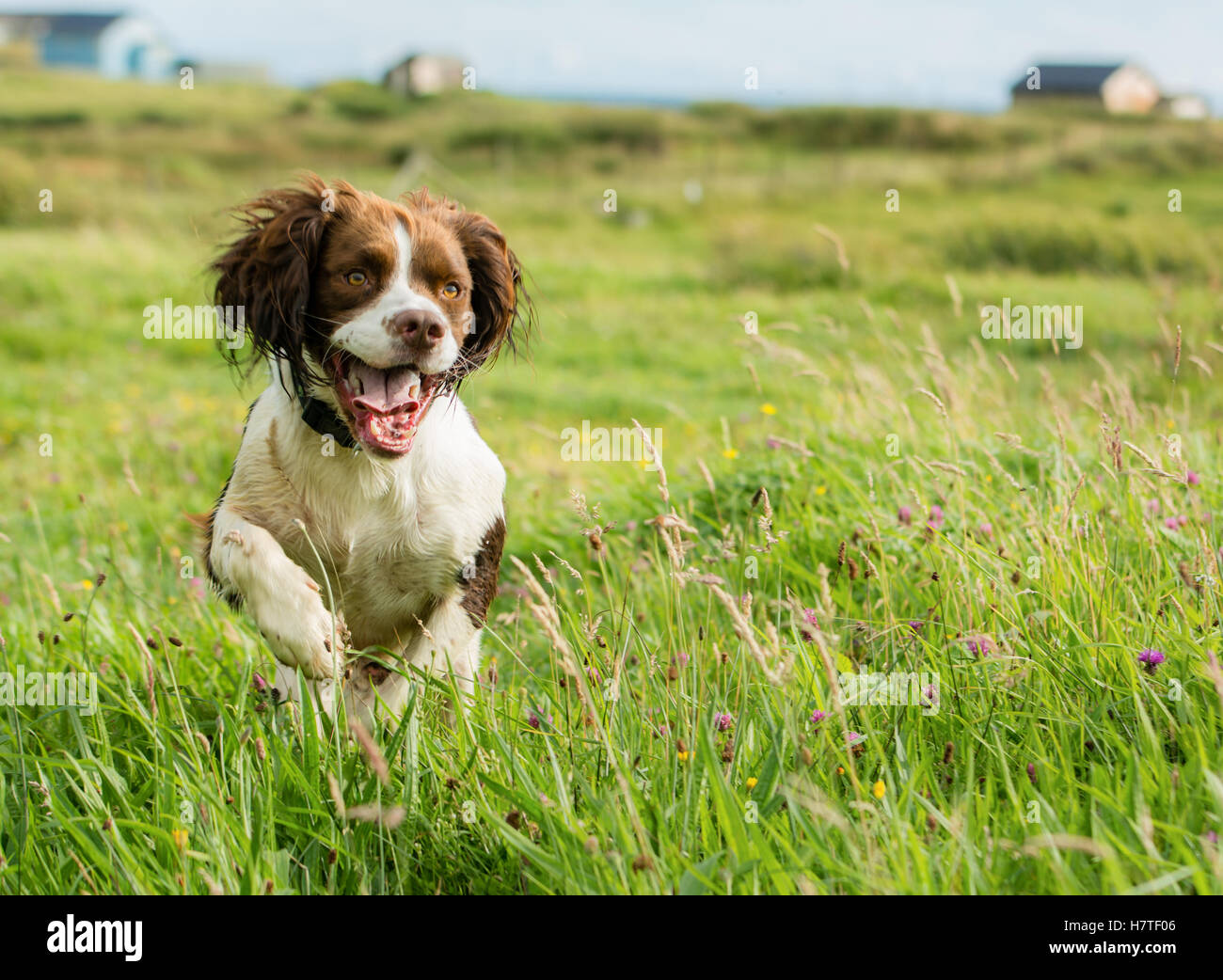 Beautiful springer spaniel dog hi-res stock photography and images - Alamy