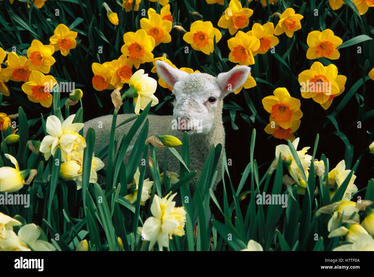 Domestic Sheep (Ovis aries) lamb among spring Daffodils (Narcissus sp ...