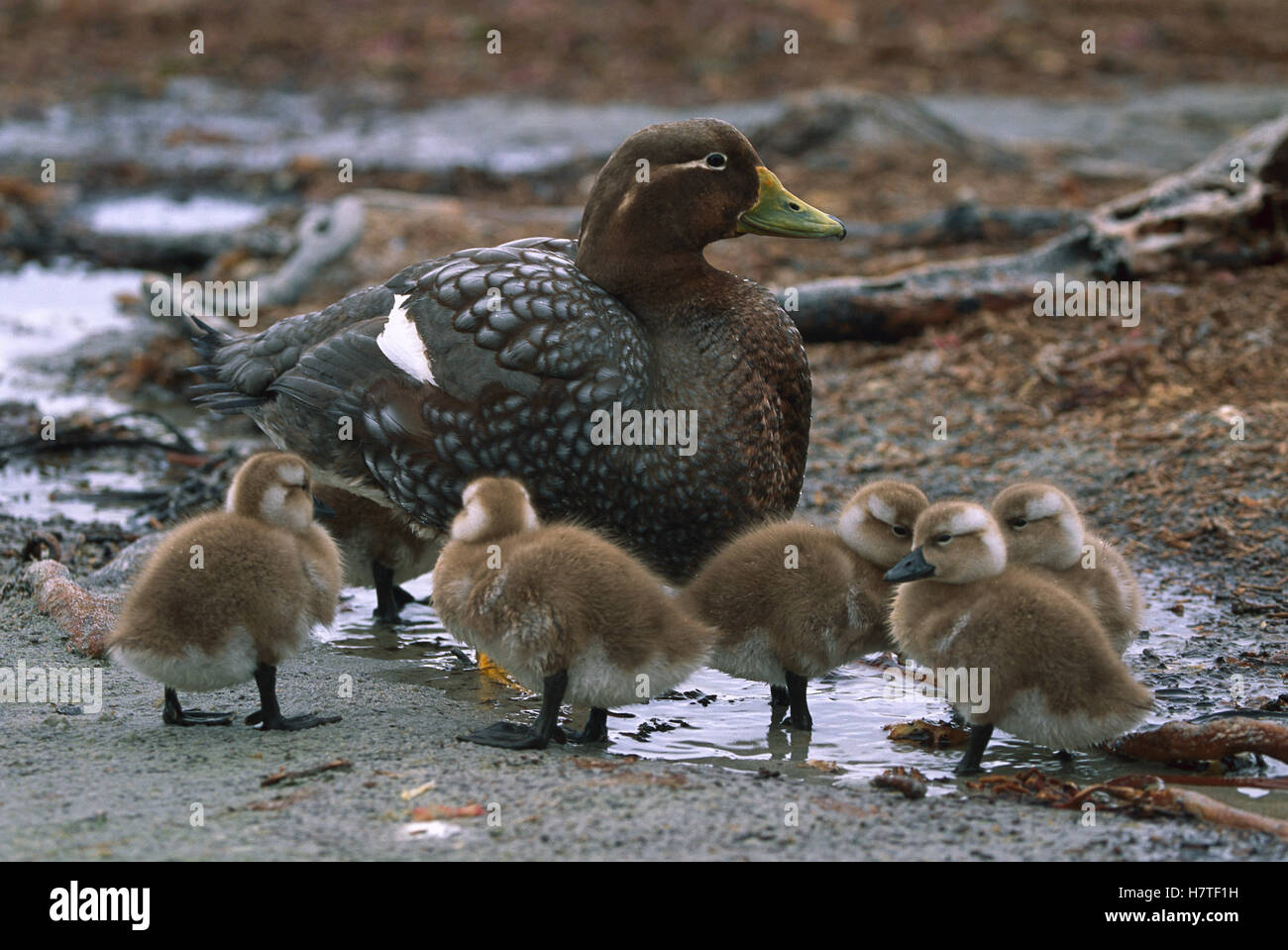 Falkland Steamerduck (Tachyeres brachypterus) mother with ducklings ...