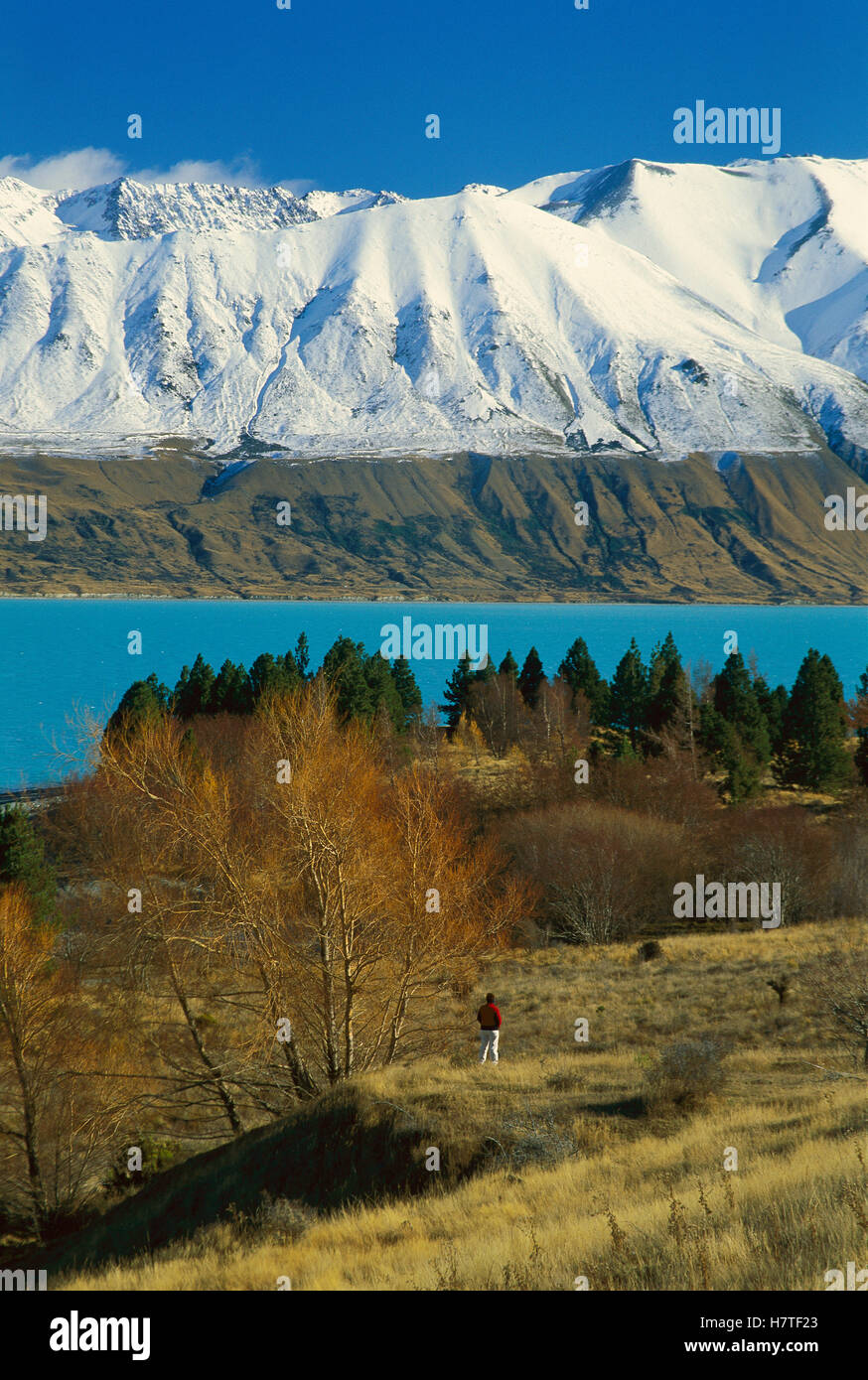 Hiker admiring Lake Pukaki and Ben Chau Range, scene on route to Mt ...