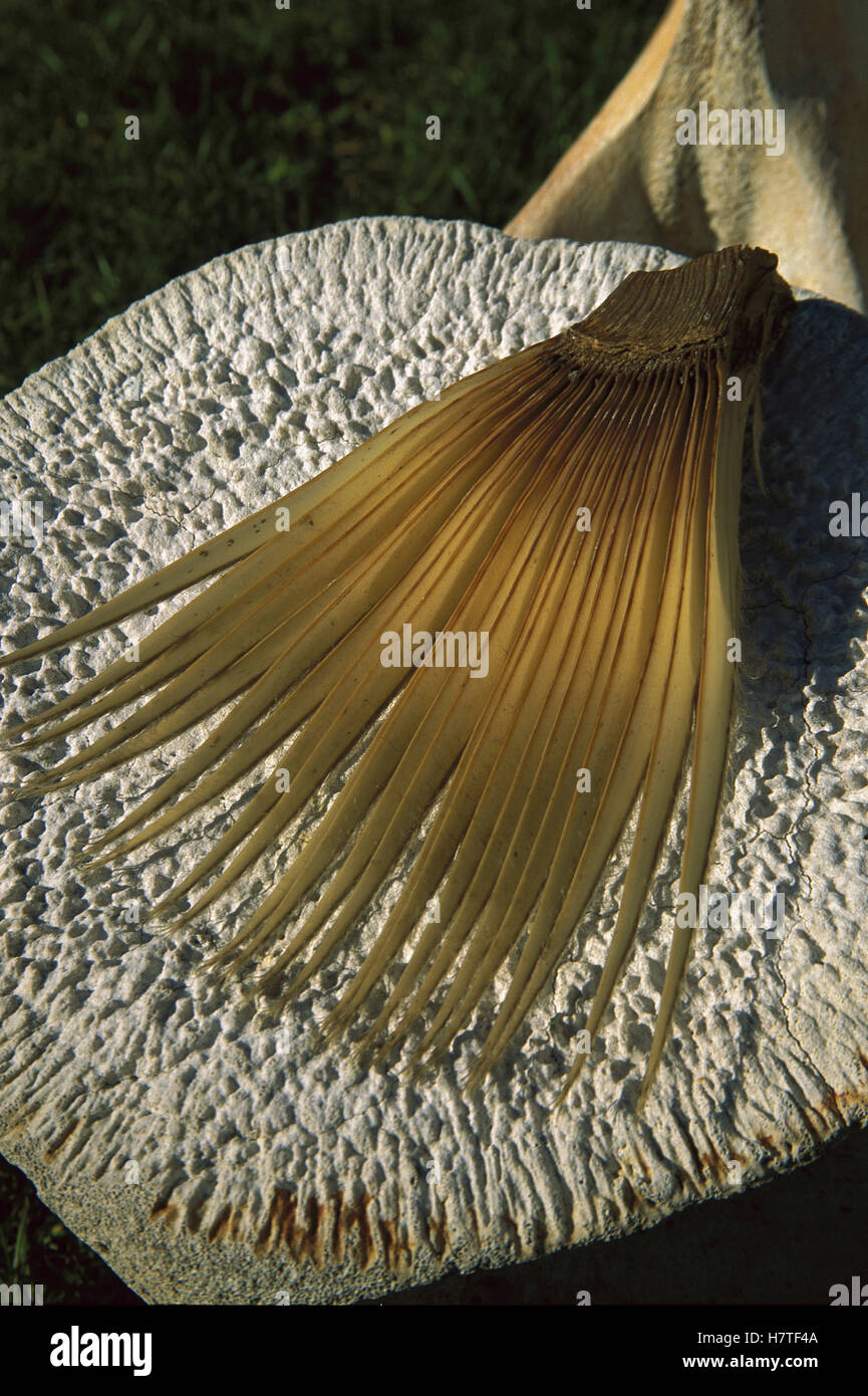 Baleen plates from whale mouth, dates from 1840's whaling era, Kaikoura ...
