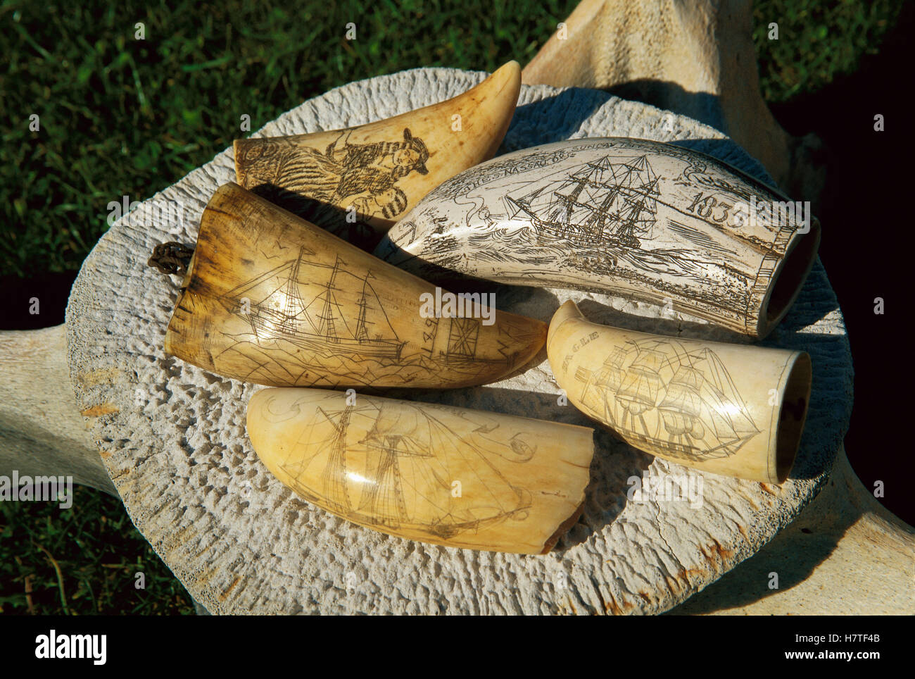 Sperm Whale (Physeter macrocephalus) teeth with Scrimshaw artwork ...