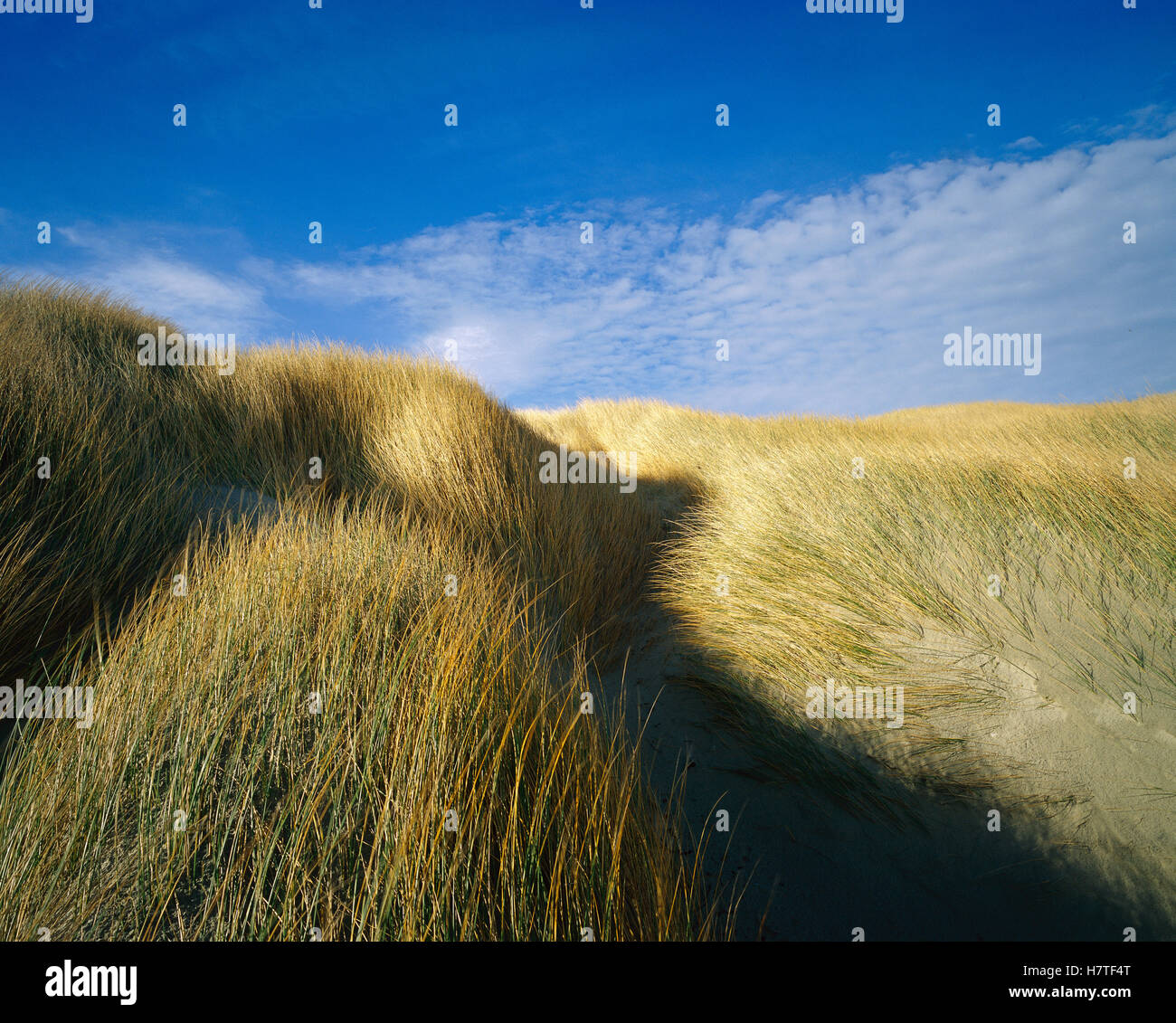 Dune grasses blowing in the wind, Mason Bay sand dunes, Rakiura ...