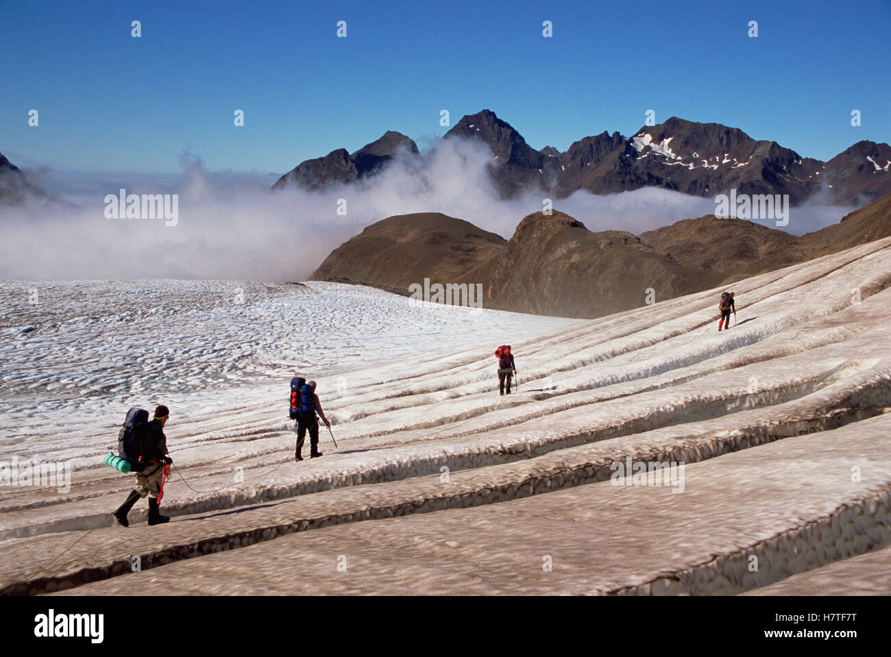 Climbers cross open crevasses on Fortuna Glacier retracing Sir Ernest ...
