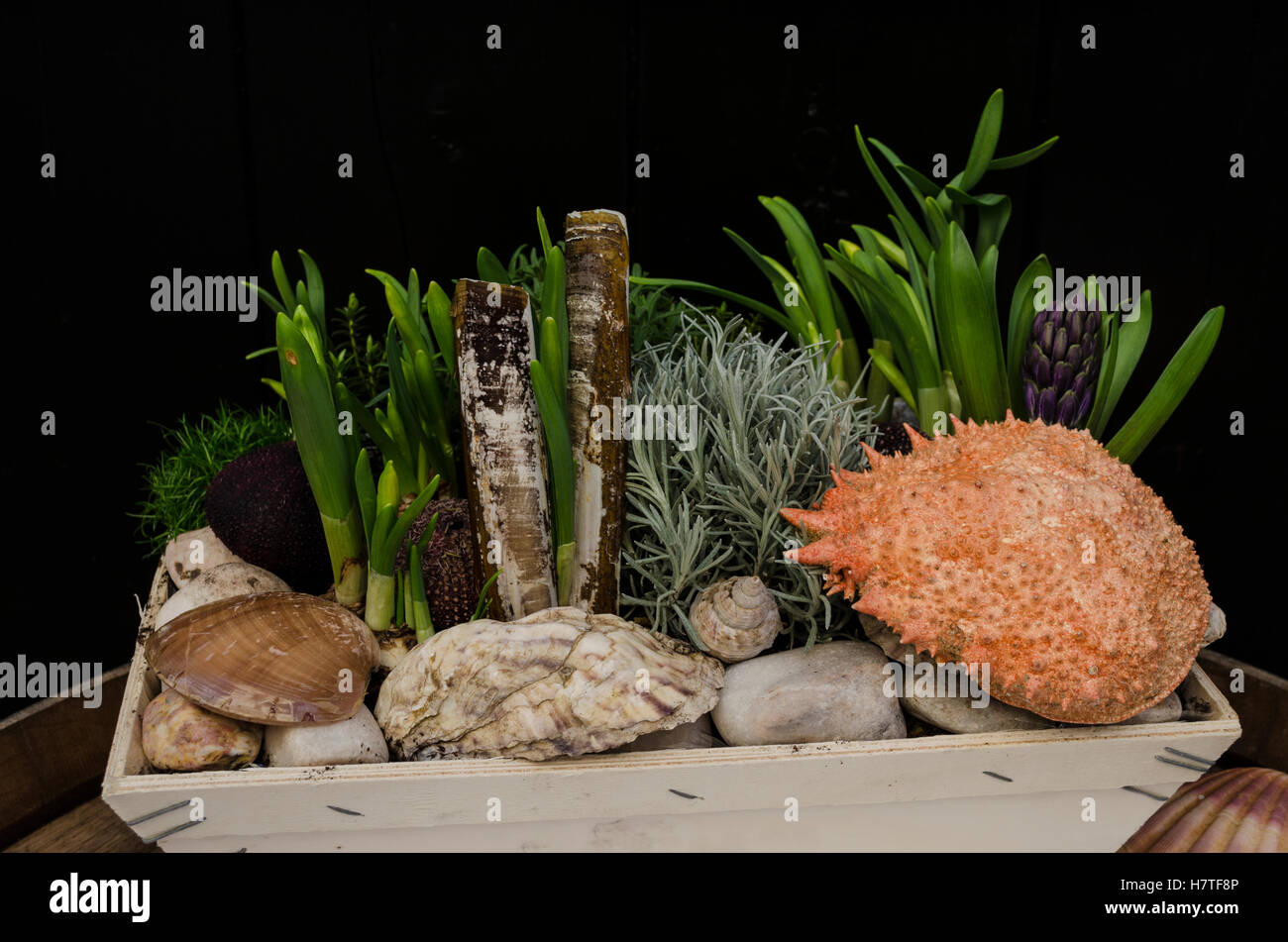 Still Life With Shells High Resolution Stock Photography and Images - Alamy